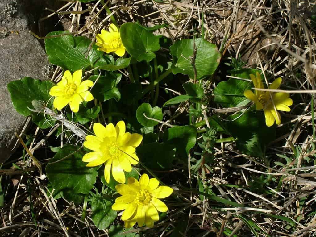 Lawn maintenance and weeds identification / weed killer application