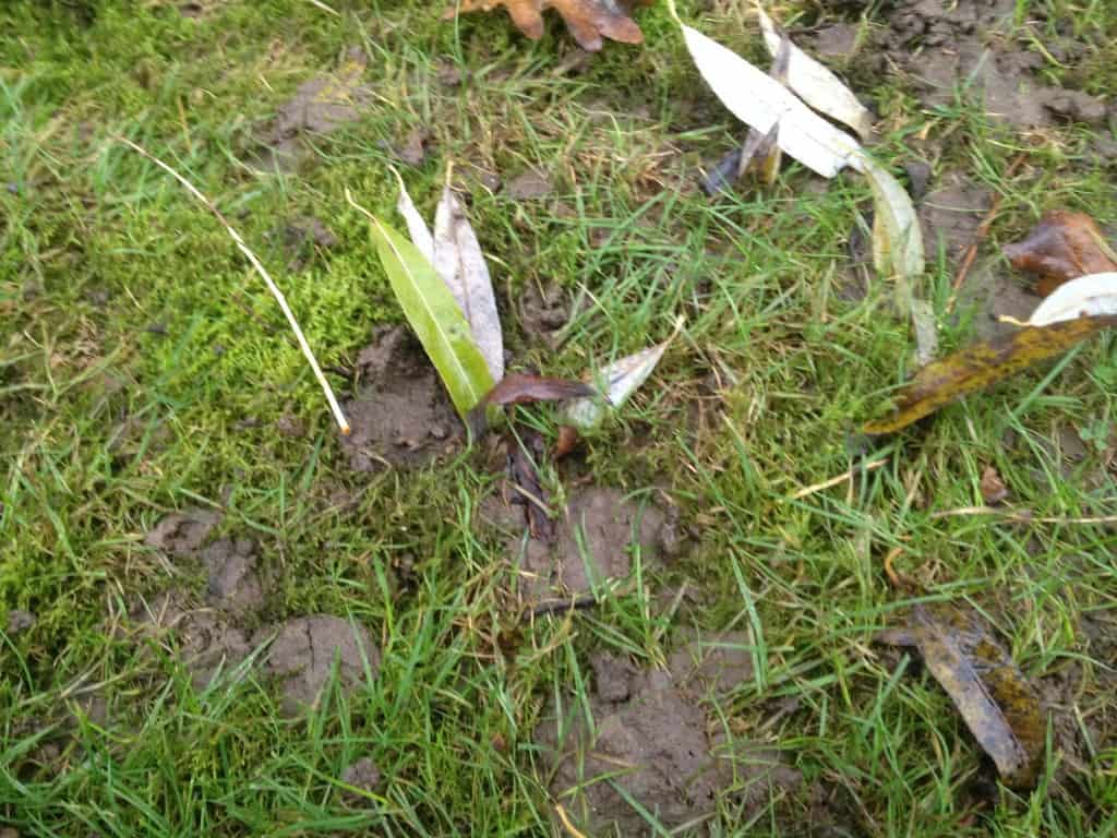 leaf clear up and earthworms - TIDY GARDENS