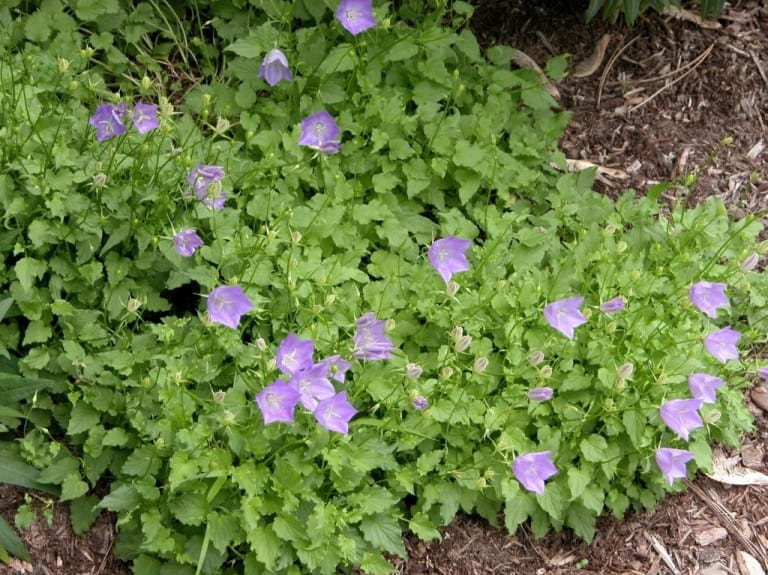 Campanula sp. - TIDY GARDENS