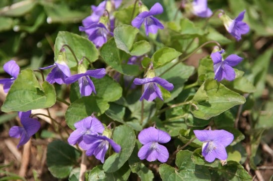 Viola sp - TIDY GARDENS