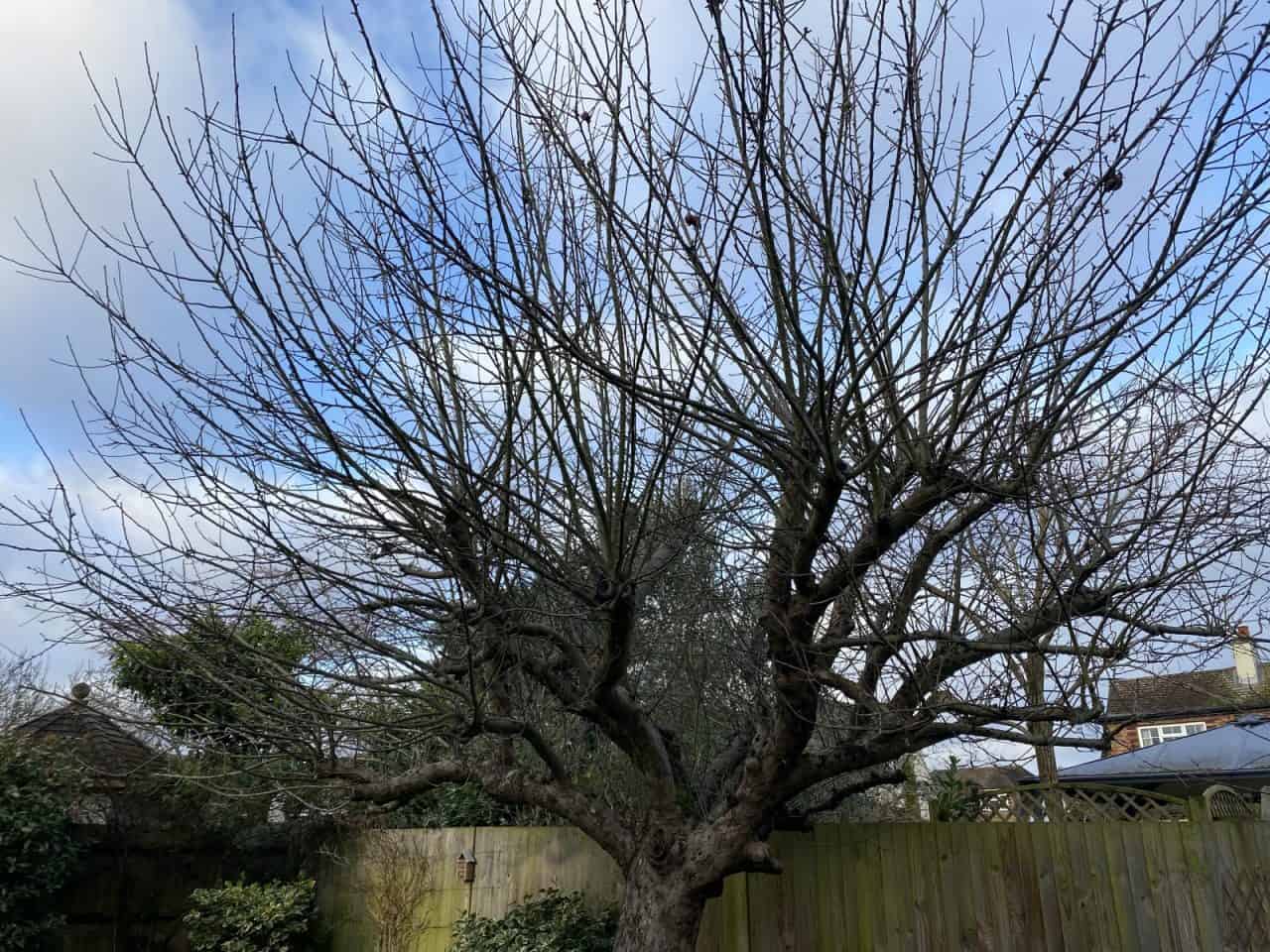 Old apple tree - pruning - TIDY GARDENS maintenance