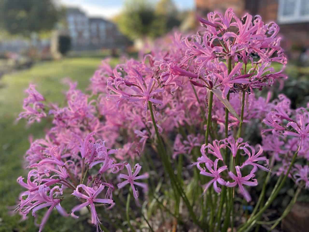 Garden planting. Advise and execution - TIDY GARDENS